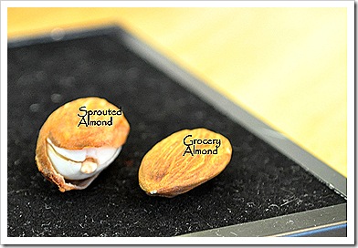 Soaking and Sprouting Almonds - Jodi McKennaJodi McKenna